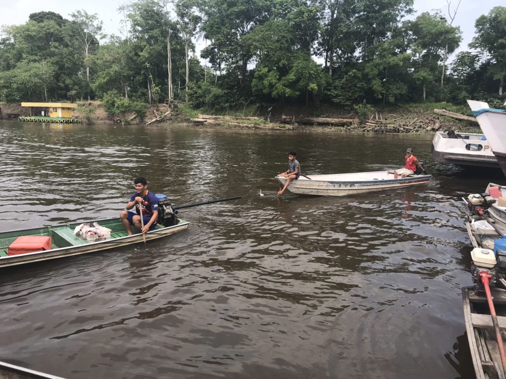 Anamã, metade do ano na água, outra metade na terra - Amazônia Real