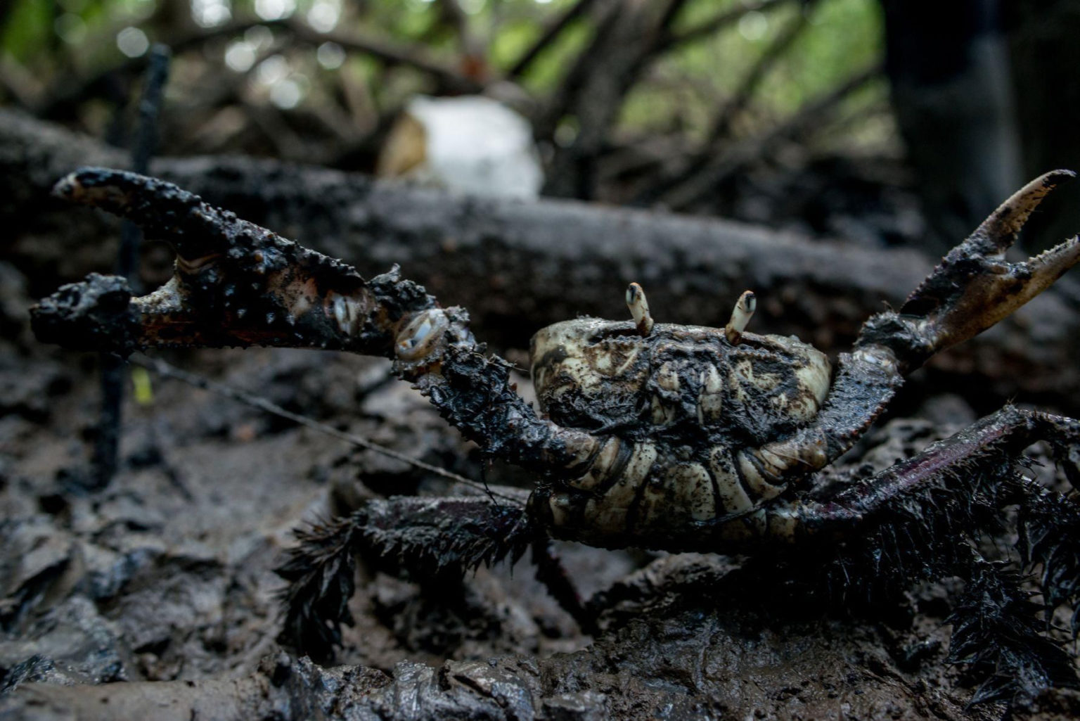 No Pará, pescadores reivindicam seguro-defeso para preservar o ...