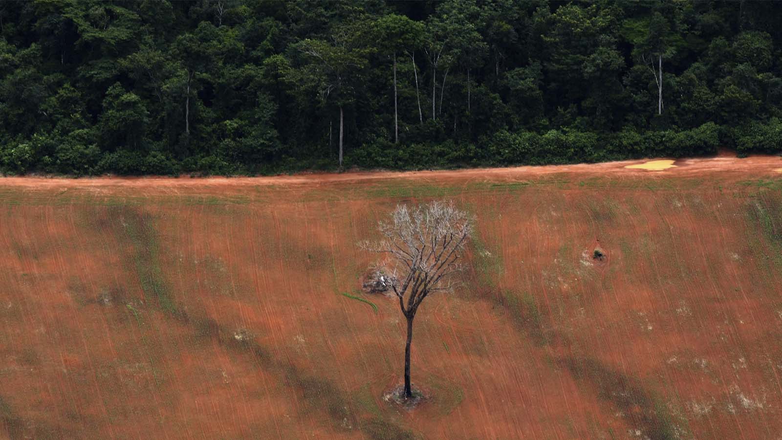 Soberania E A Destruição Da Amazônia 1 Introdução à Série Amazônia