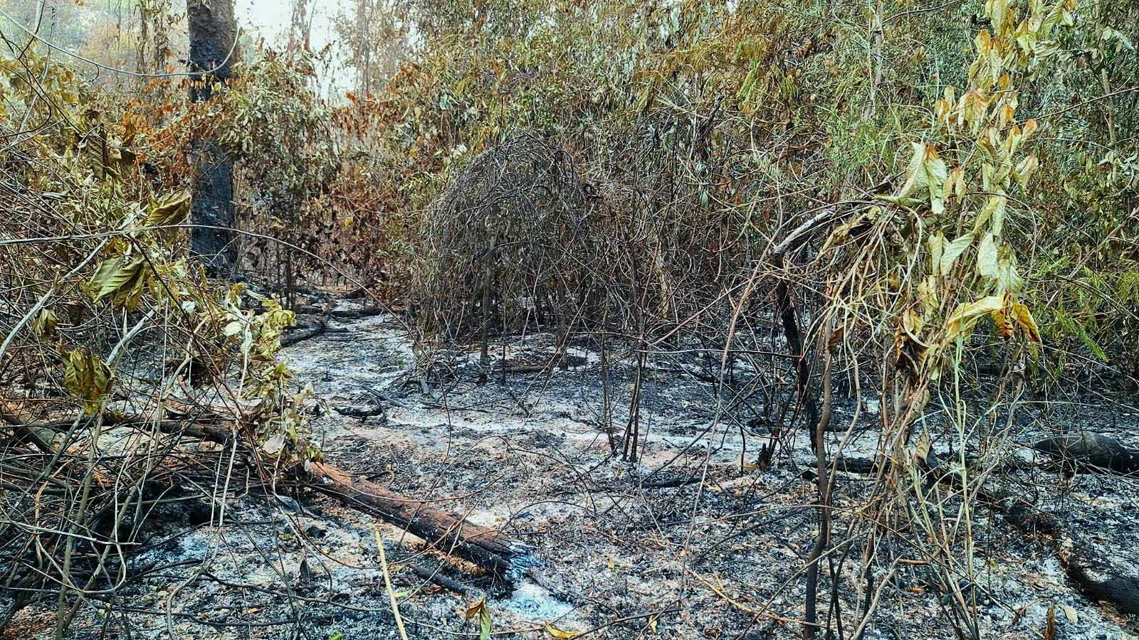 Fogo atinge floresta da TI Yanomami e Hutukara pede providências ...