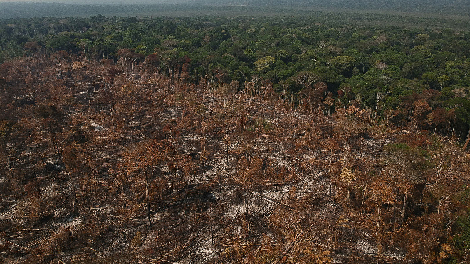Fraude em mercado de carbono grilou 500 mil hectares de terras no sul ...