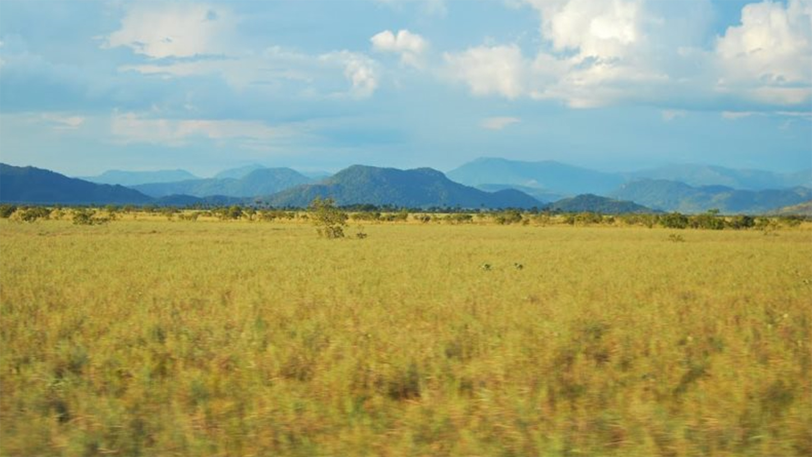 As savanas amazônicas são parte integrante do “bioma” Amazônia ...